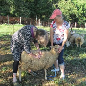 Finnsheep are the Perfect Fiber Animals - Countryside